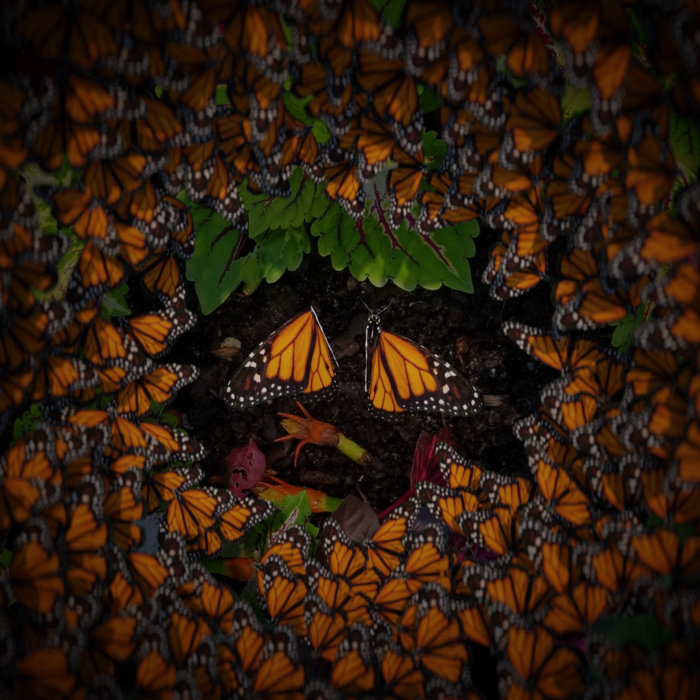 Monarch | Moth Monastery