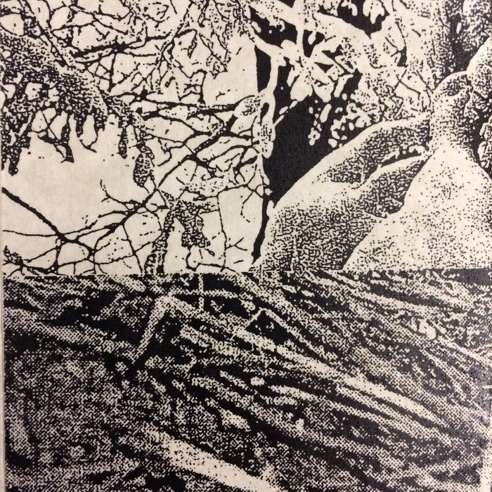 Frost Cracking Trees | Kjostad