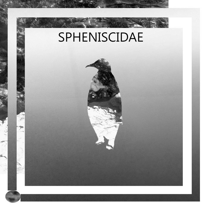 Spheniscidae | Leo The Eskimo
