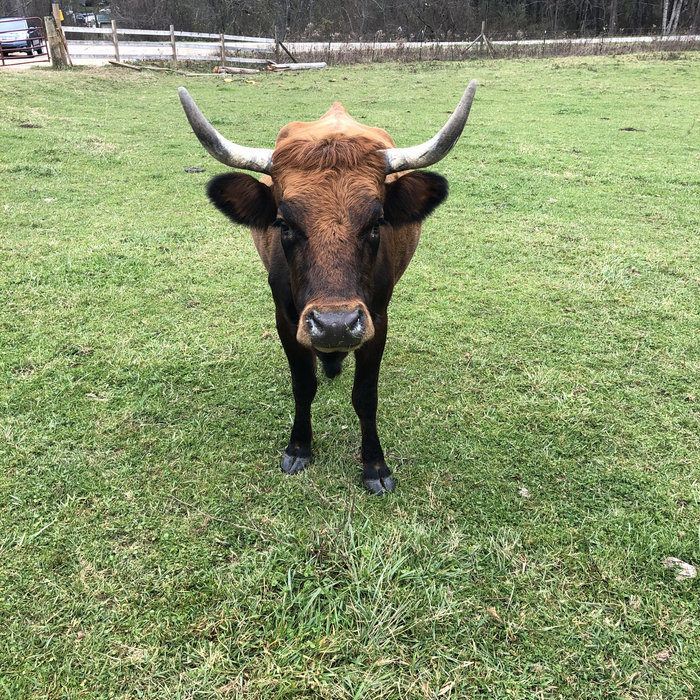 Red Steer | Jack Devereux