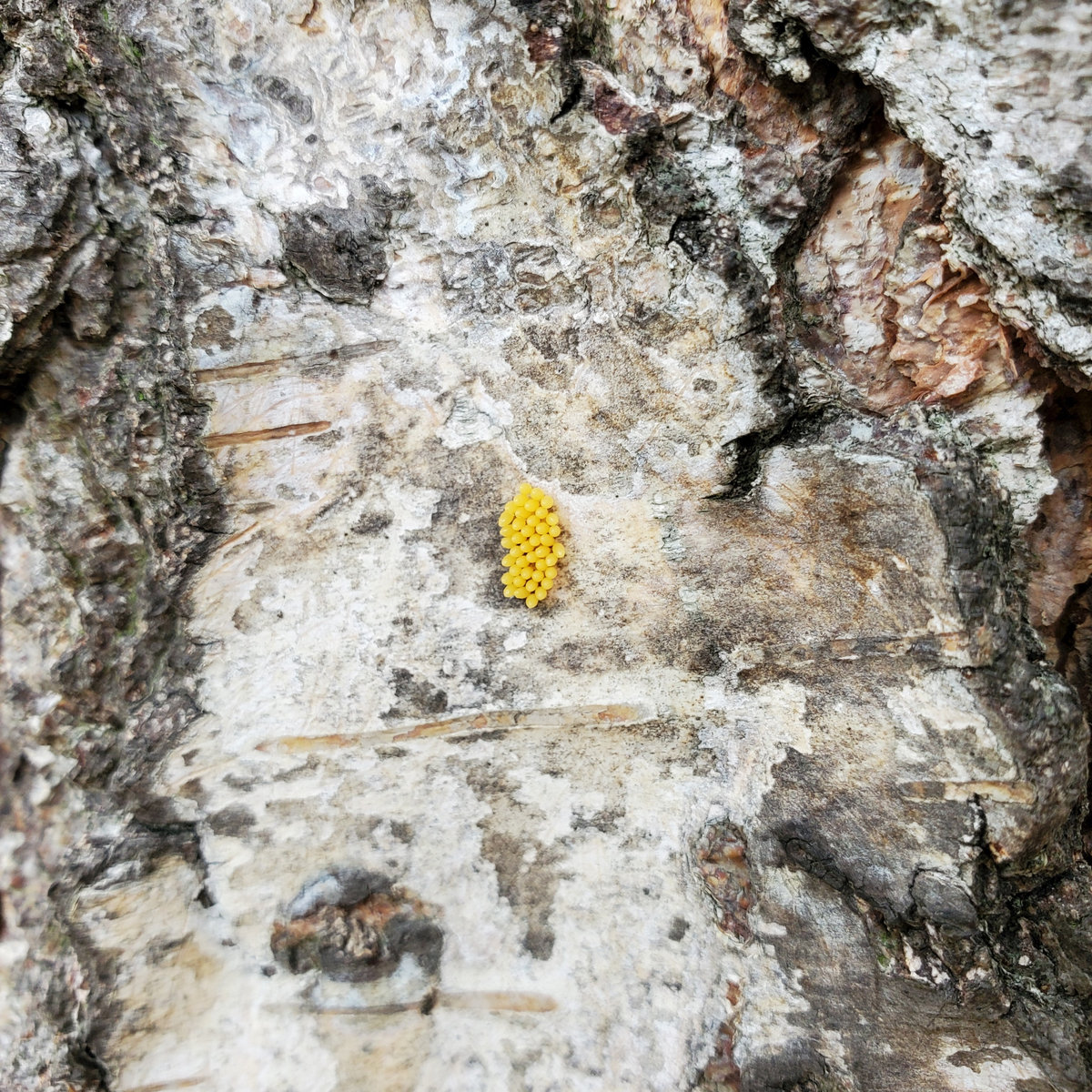 mouthparts | Tom Betteridge