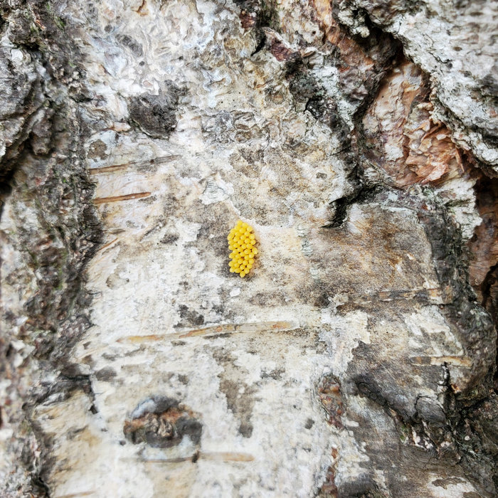 mouthparts | Tom Betteridge