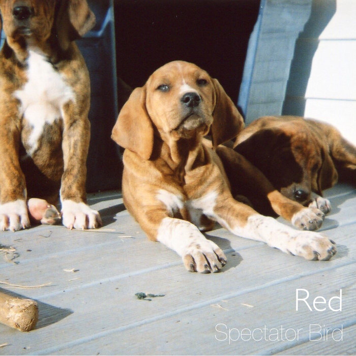 Red | Spectator Bird