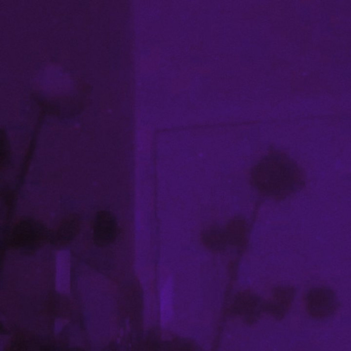 Animal Regressor | fluffypure