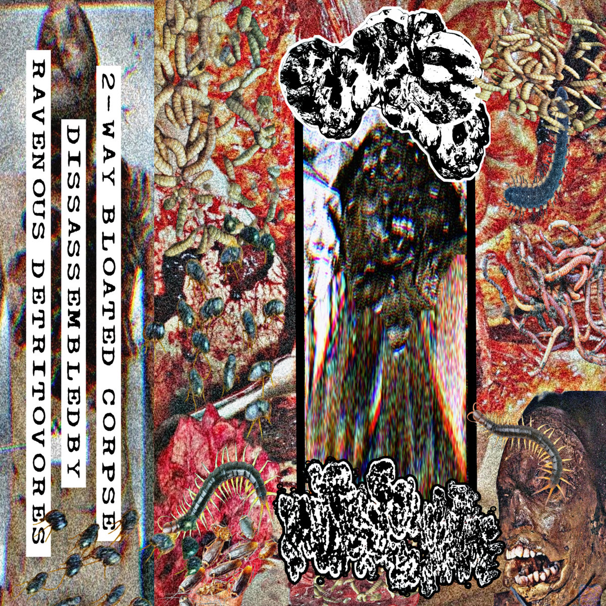 MYRIAPODOLOGIST/LIPODERMATOSCLEROSIS: 2-Way Bloated Corpse Disassembled by Ravenous Detritovores ...