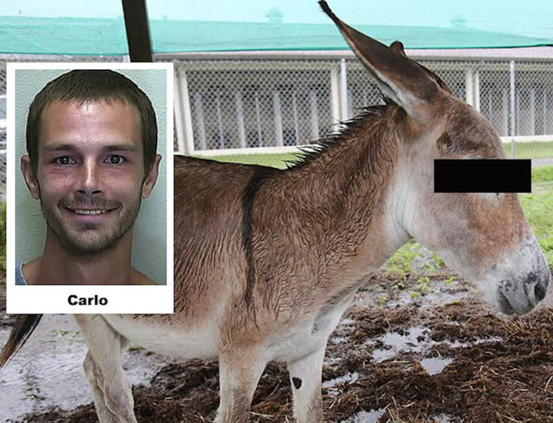 Lettuce Pray | Uncle Donkey