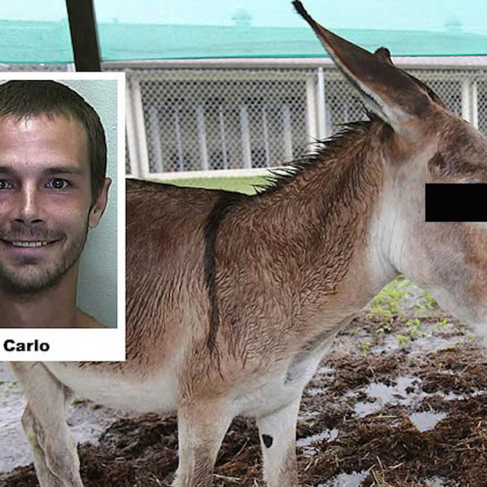 Lettuce Pray | Uncle Donkey