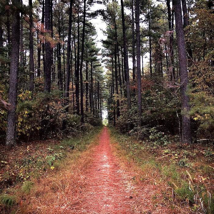 Through the Bleeding Trees | andrew, destroyer | Andrew