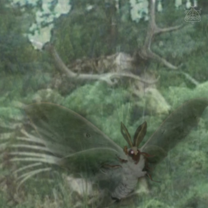 lymantriinae | mothguts