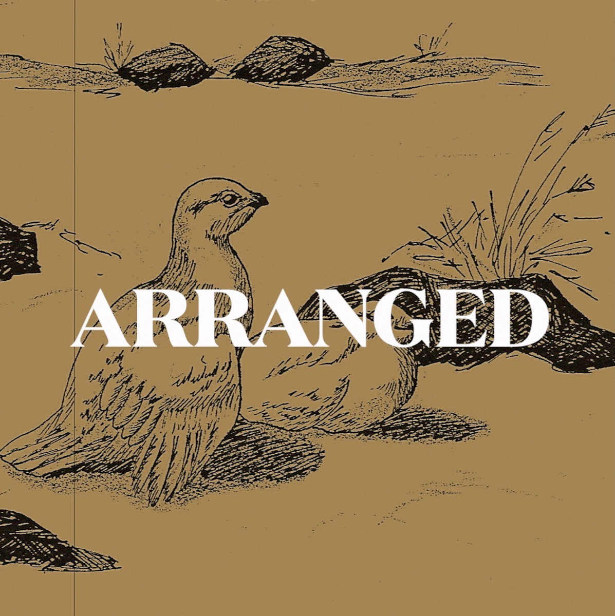 Arranged | Beatrice Deer
