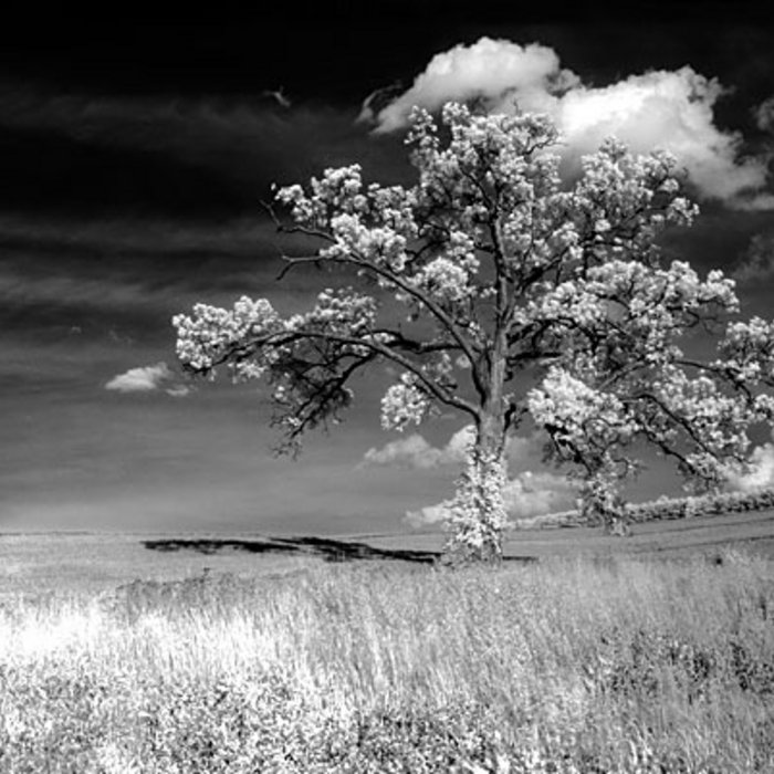 Eye of the Inner Psyche | Kenai