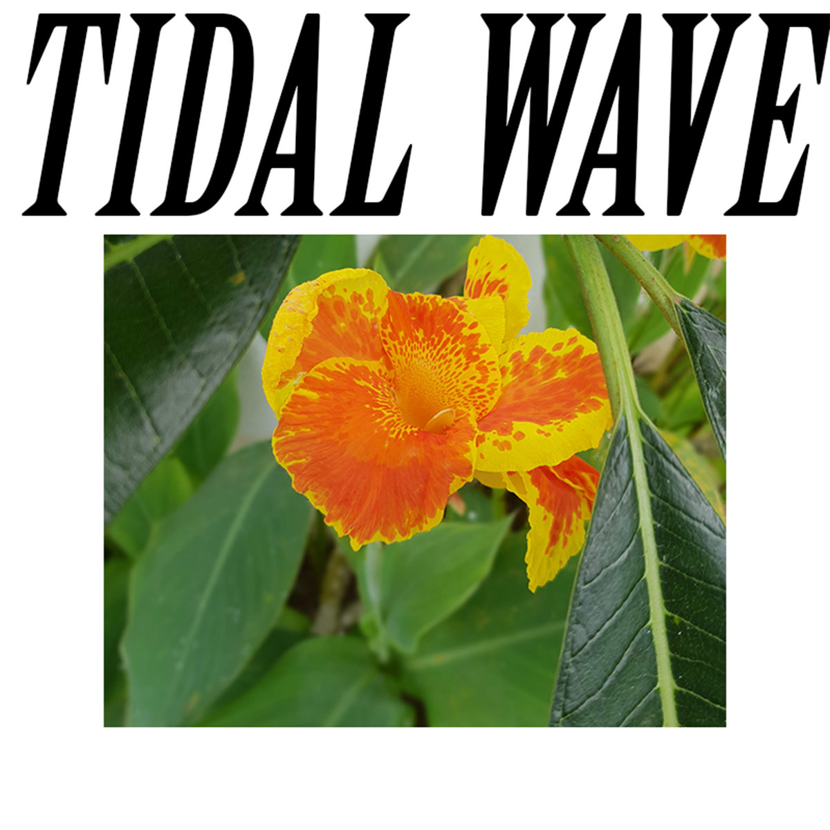 Tidal Wave | Opal | Optic Records