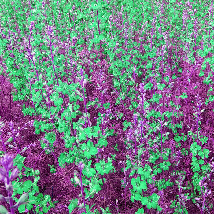 [loiterer] | [syzygy]