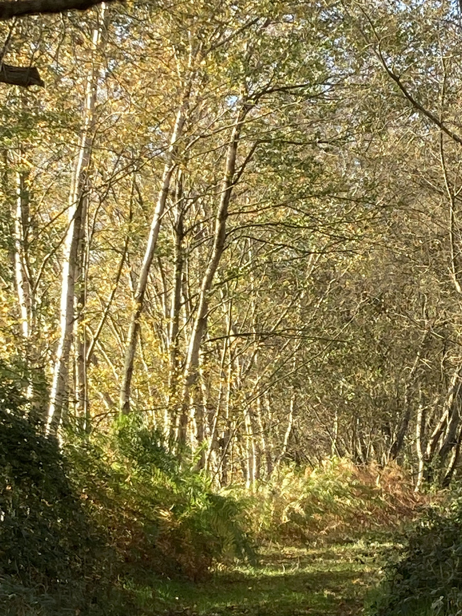 Dawn chorus and Nightingale - extended tracks | Peter Annear