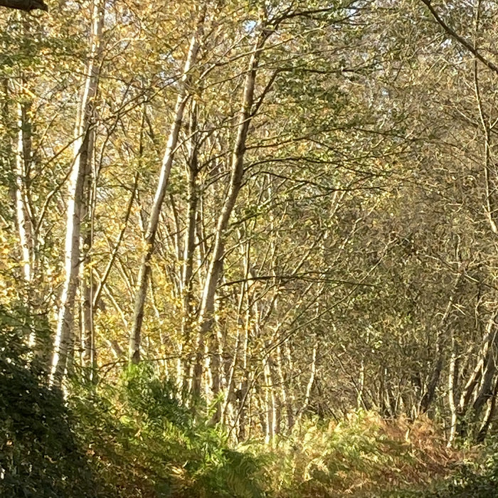 Dawn chorus and Nightingale - extended tracks | Peter Annear