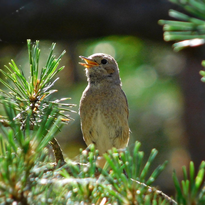 Field Recordings: Vol. IV - Birds in the Swedish Archipelago | Rötter ...