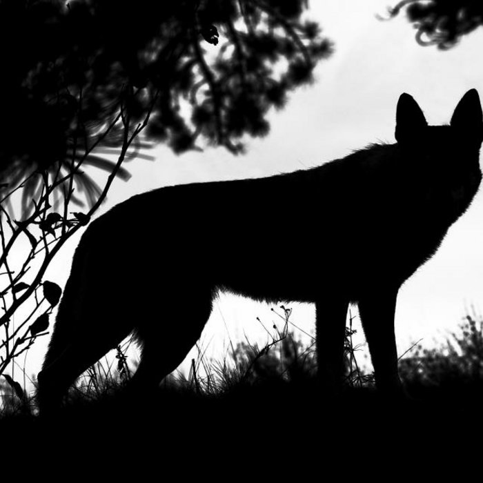 Mangy Wolf | Millhouse