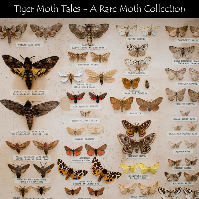 A Rare Moth Collection | Tiger Moth Tales