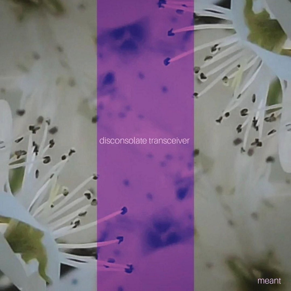 disconsolate transceiver | meant.