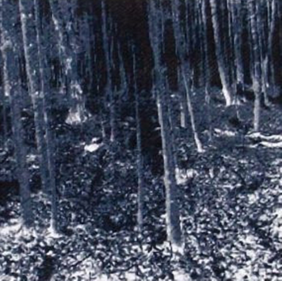 9. The Trees Are All Blocking The Forest | A Vibrant Struggle