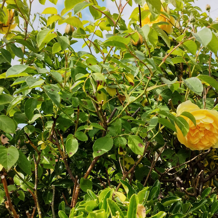 Folding Paper Tigers - Session 01, Part A | SB Lamont, Folding Paper ...