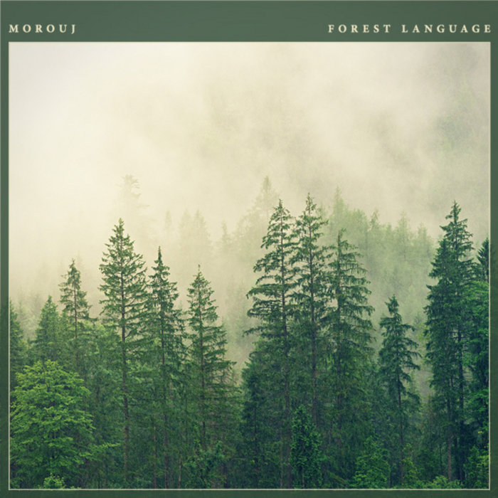 Forest Language | Morouj