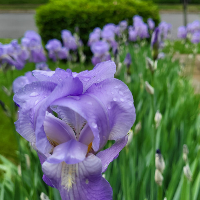 klang and the silver cord | David Beardsley