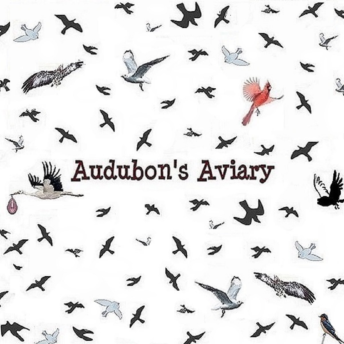 Audubon's Aviary | Keith Marion