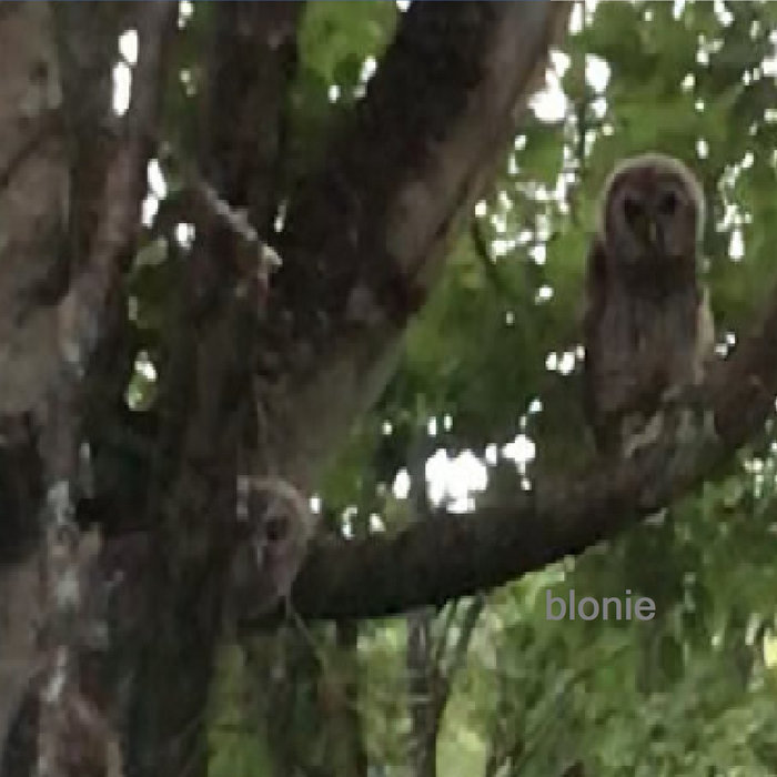 Owls | blonie