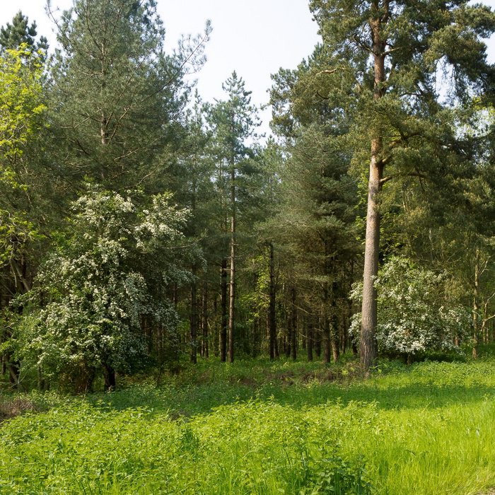 Breckland Forest | SonicFields