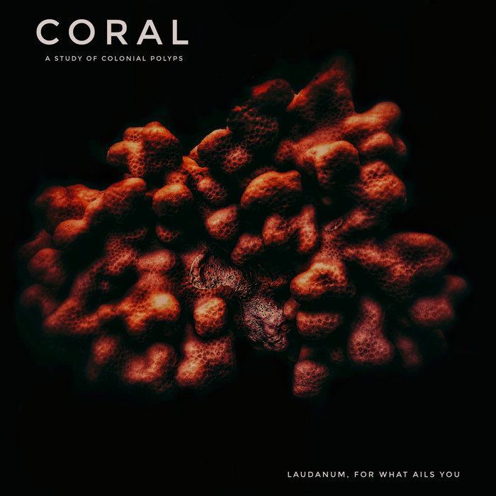 Coral: A Study Of Colonial Polyps | Laudanum, for what ails you