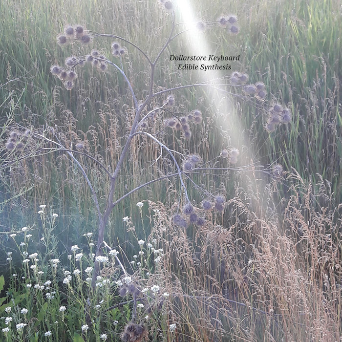 Edible Synthesis | Dollarstore Keyboard