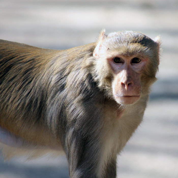 Luc Monkey | Luc M | Lippertmusic