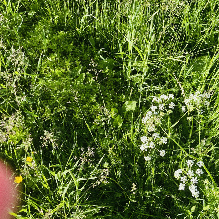 on the grass | lurp sheets