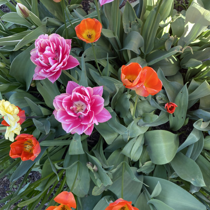 Verisimilitude Volume One | THATS NOKAY