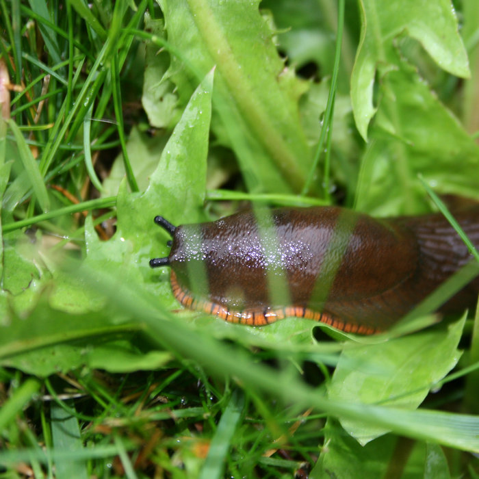 perpetually gay and doomed | vincent key