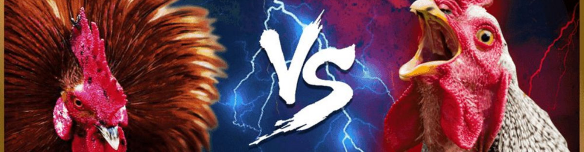 gatructiep | Đá Gà Trực Tiếp Sv388