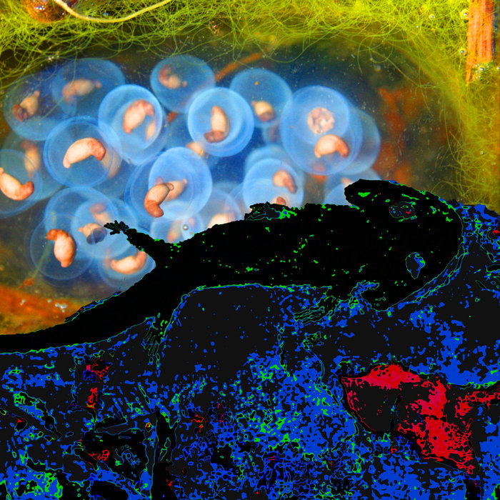 Abyssopelagic Freshwater | Abyssopelagic Freshwater | Forest of Frogs