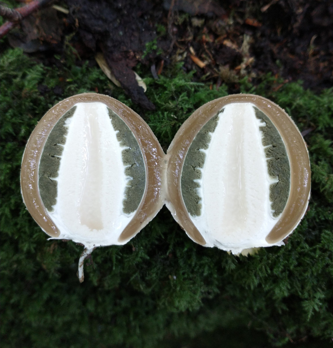 milkcap pins | Tom Betteridge