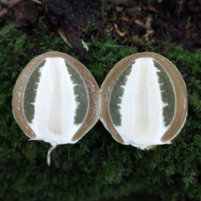 milkcap pins | Tom Betteridge