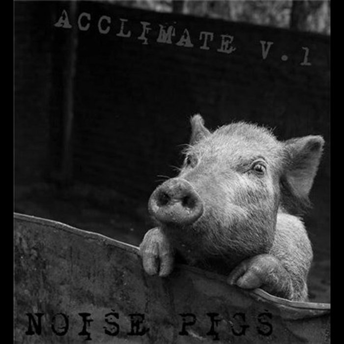 Noise Pigs | Acclimate