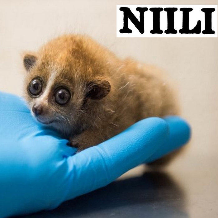 Slow Baby (Single - 2018) | Niili | Podreira Records