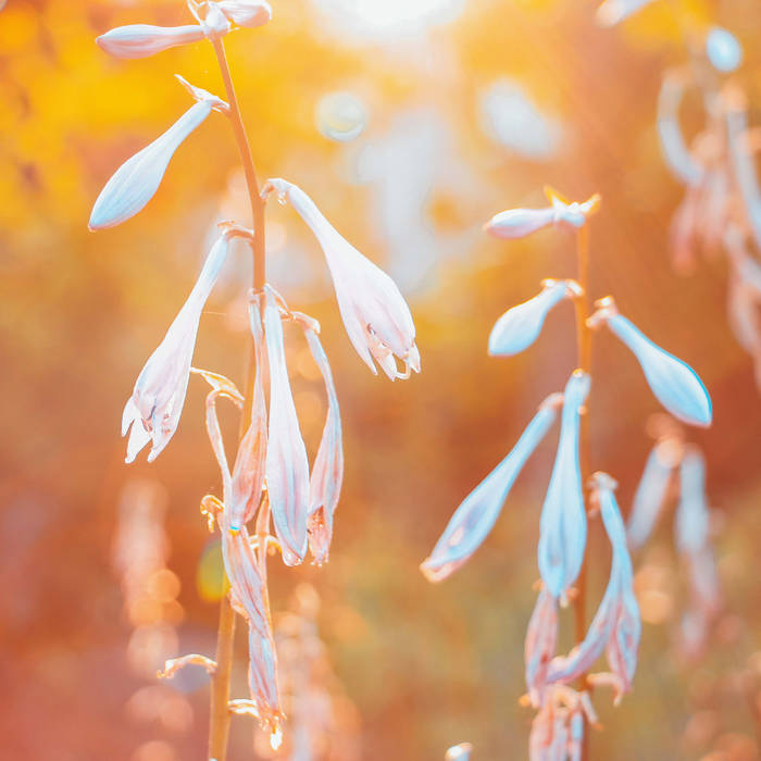 Happy Days | Jeff Kaale