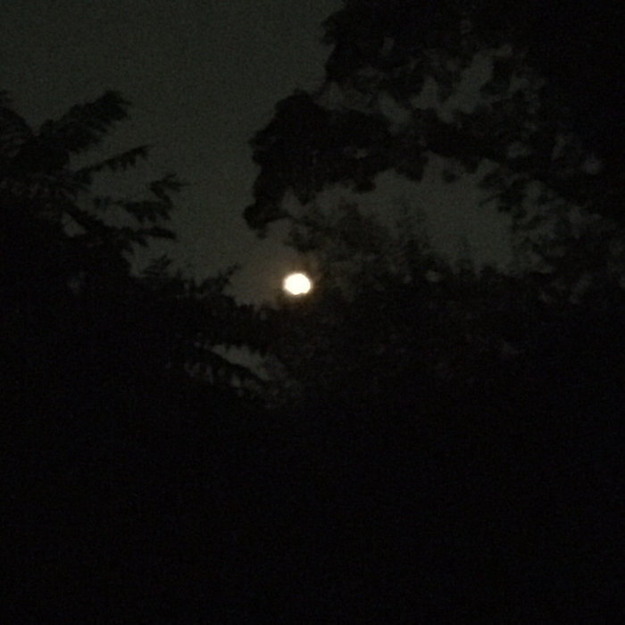 Midnight Country | Thalmus