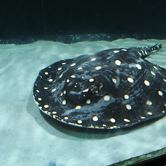 Swirly Things! | Glen Alexander