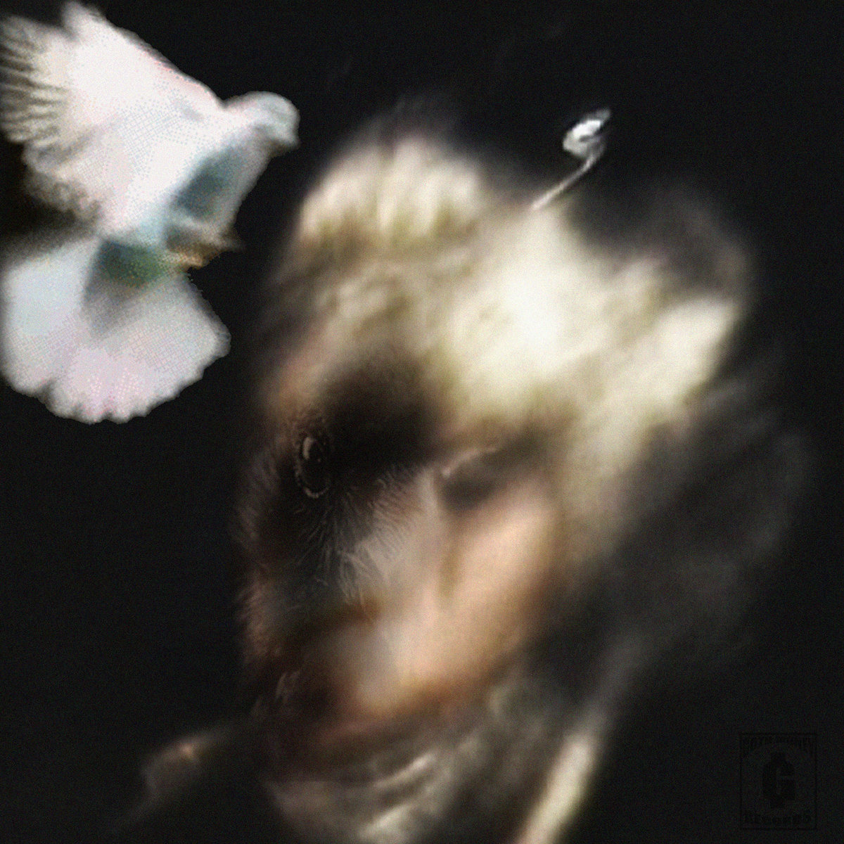 CITY OF CROWS | BLACK KRAY AKA SICKBOYRARI