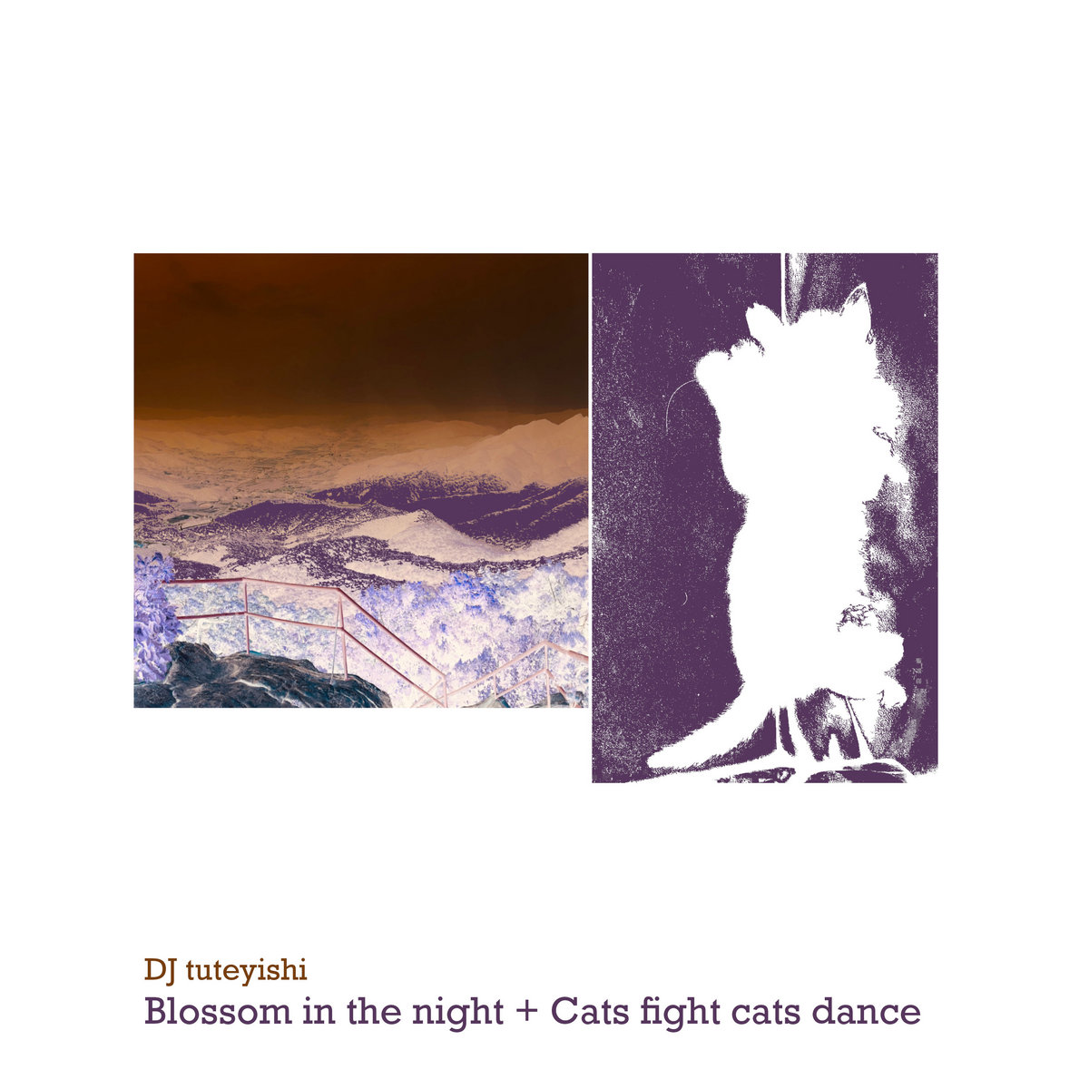 Blossom in the night + Cats fight cats dance | Dj tuteyishi | Fogleb ...