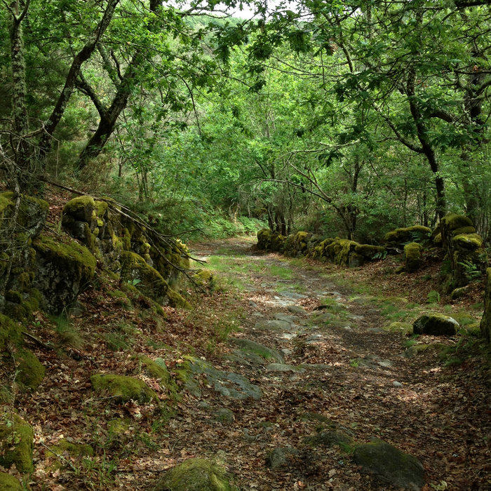 Obliterated by Vines | Castration Party