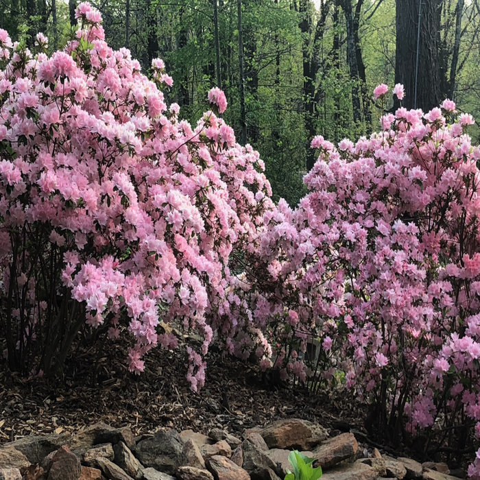 Last Day of Spring | Dorian Genesis