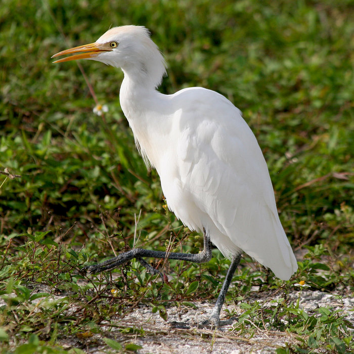 bird lol | Untitled Noise Project | Jaiden Macintosh